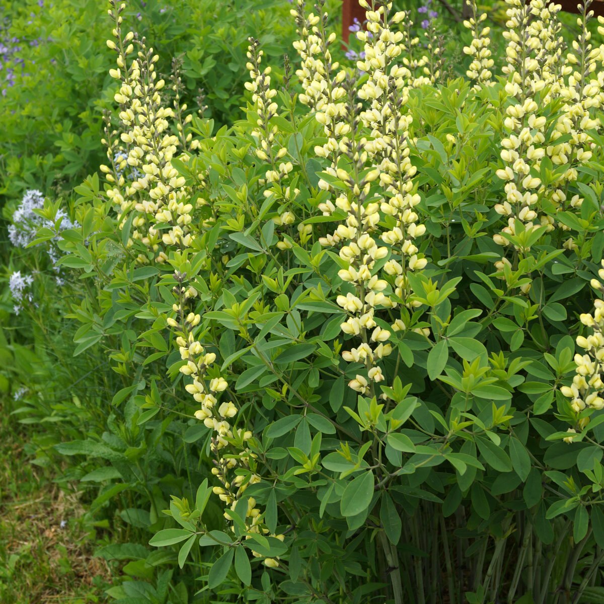 Baptisia X Carolina Moonlight False Indigo | SiteOne