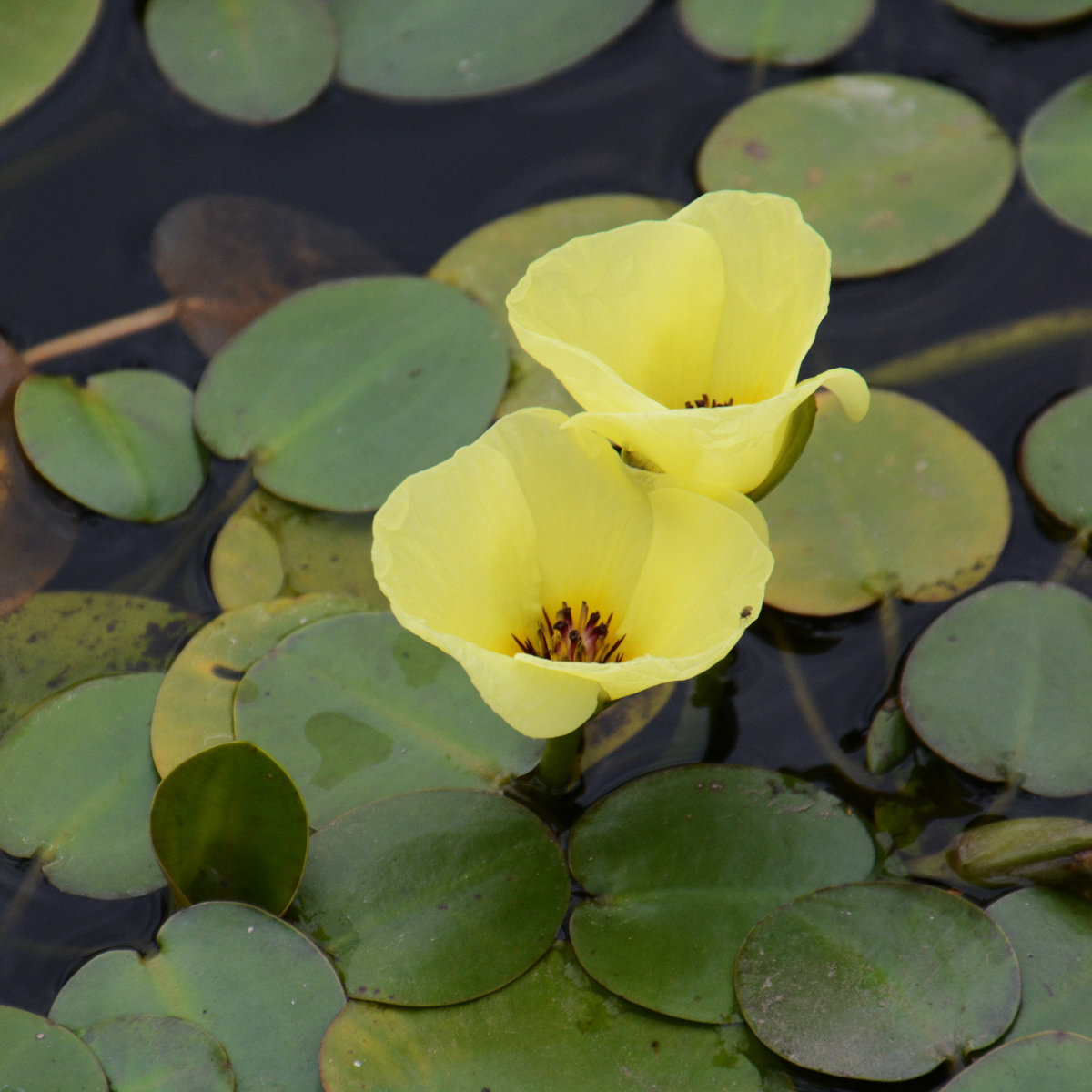 Hydrocleys Nymphoides Water Poppy | SiteOne