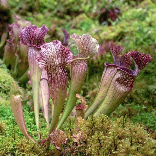 Sarracenia Purpurea Purple Pitcher Plant | SiteOne