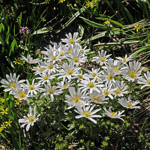 Anemone Blanda White Splendour Grecian Windflower | SiteOne