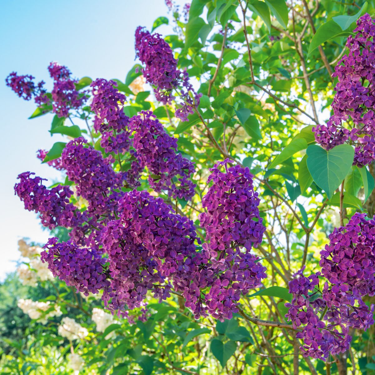 Syringa Vulgaris Ludwig Spaeth Lilac | SiteOne