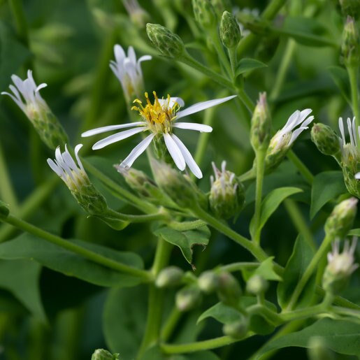Eurybia Macrophylla Big-Leaved Aster | SiteOne
