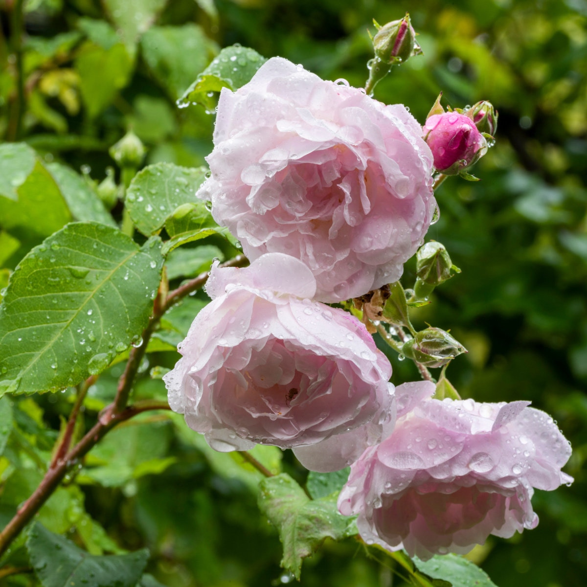 Rosa X Blush Noisette Climbing Rose | SiteOne
