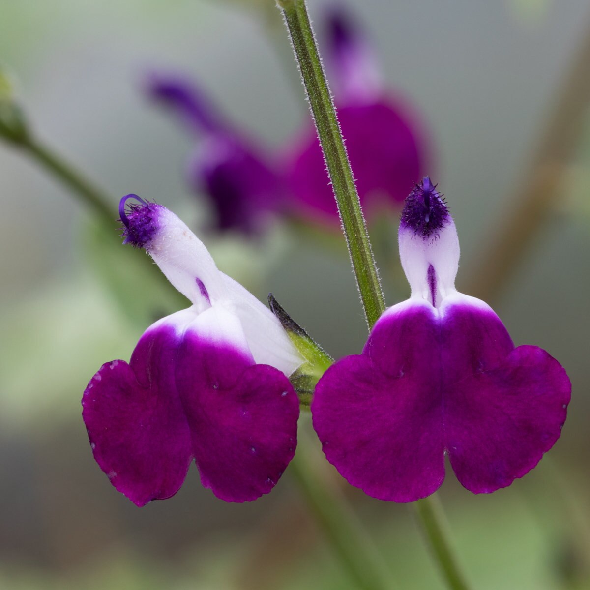 Salvia Greggii Amethyst Lips Autumn Sage | SiteOne