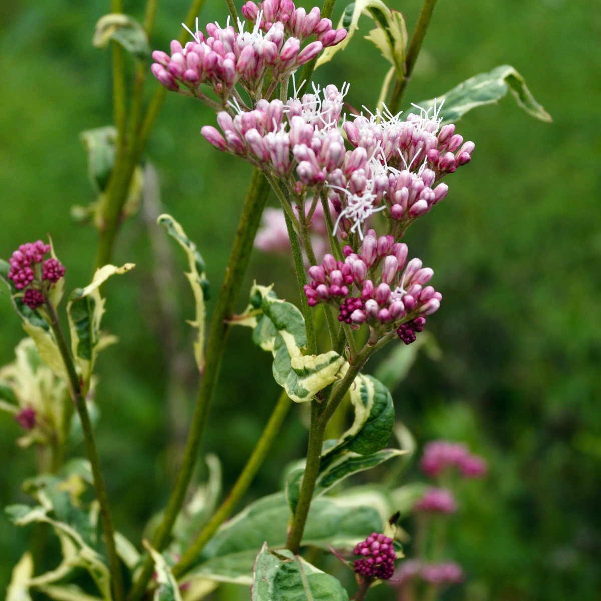 Eupatorium Fortunei Pink Frost Pye Weed | SiteOne