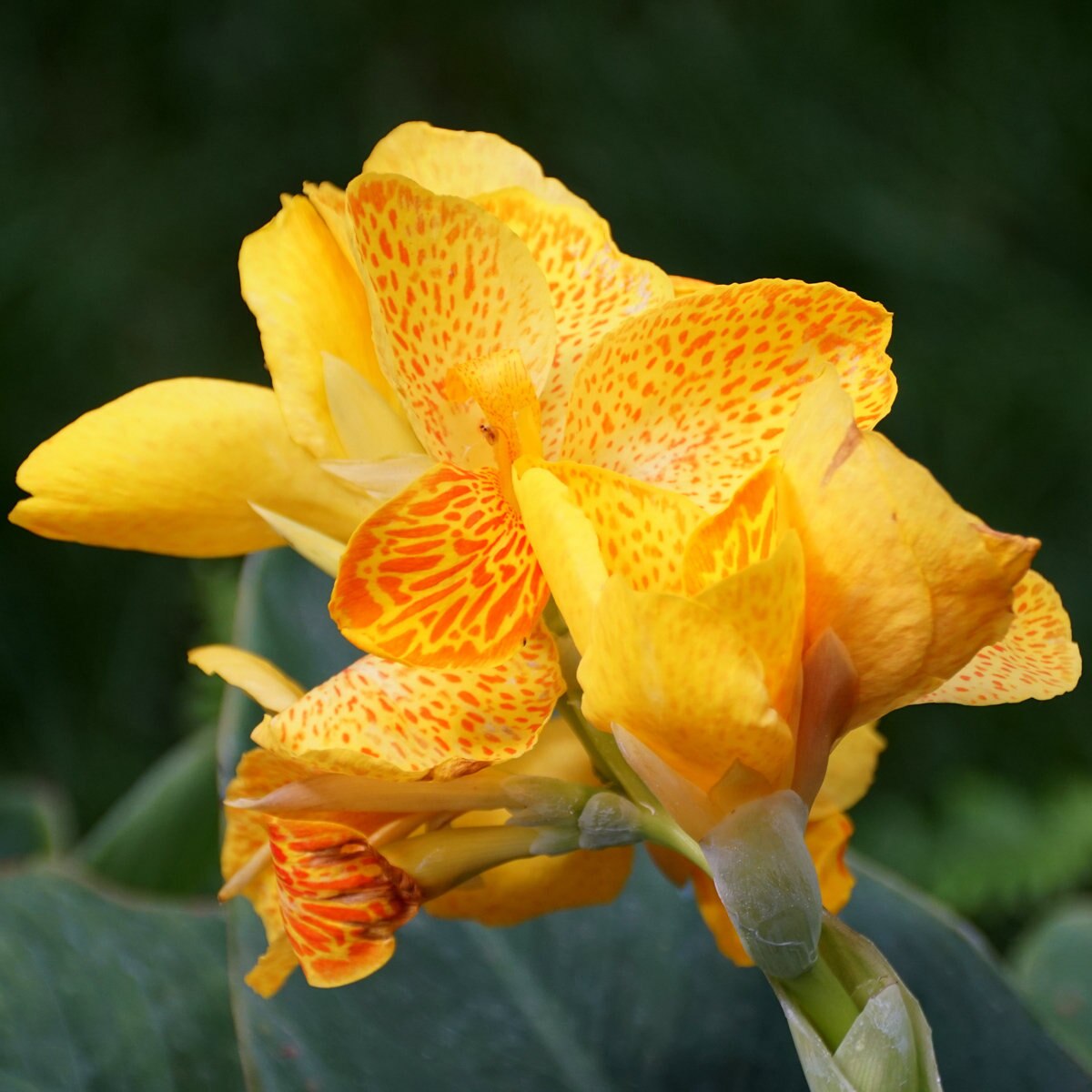 Canna X Generalis CannaSol Happy Emily Canna Lily | SiteOne