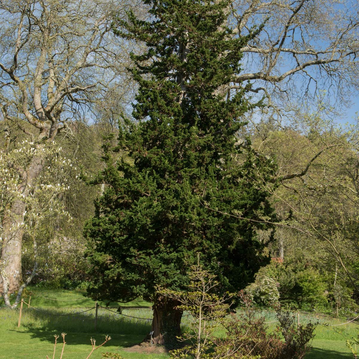 Chamaecyparis Lawsoniana Wisselii Lawson Cypress | SiteOne