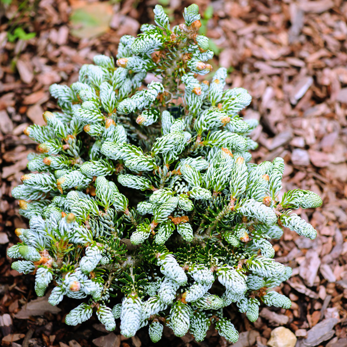 Abies Koreana 'Kohouts Icebreaker' Korean Fir | SiteOne