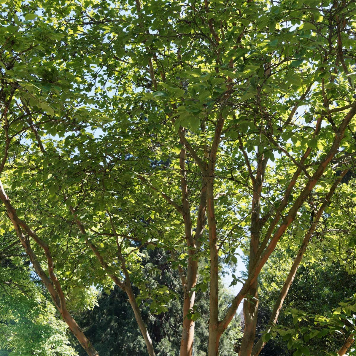 Stewartia Sinensis Chinese Stewartia | SiteOne