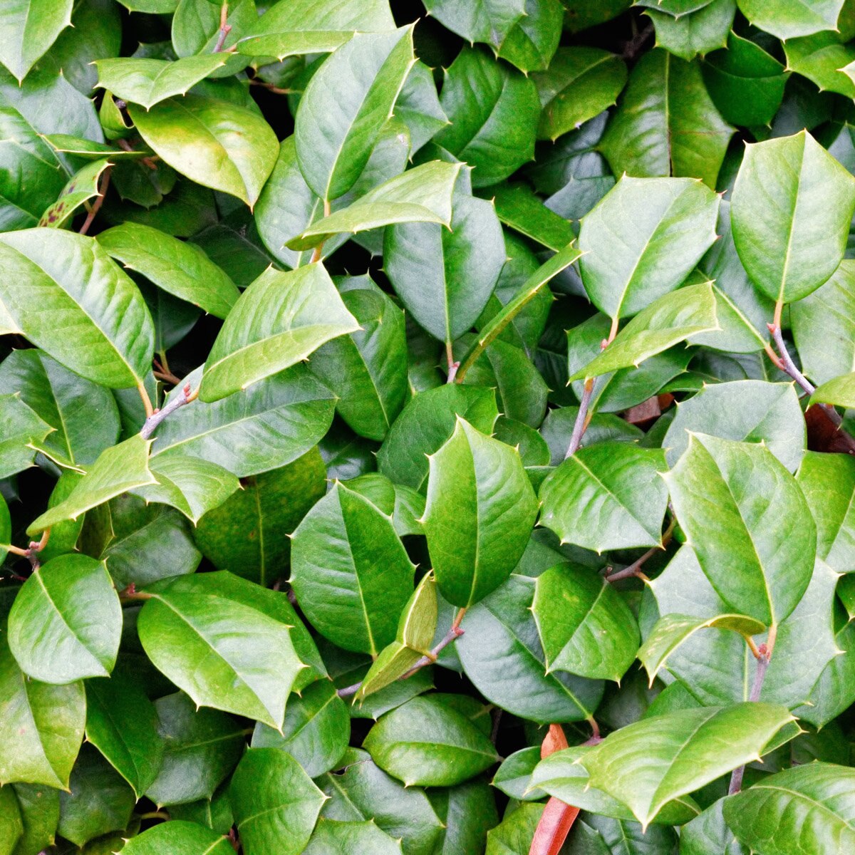 Ilex Opaca Maryland Dwarf American Holly | SiteOne