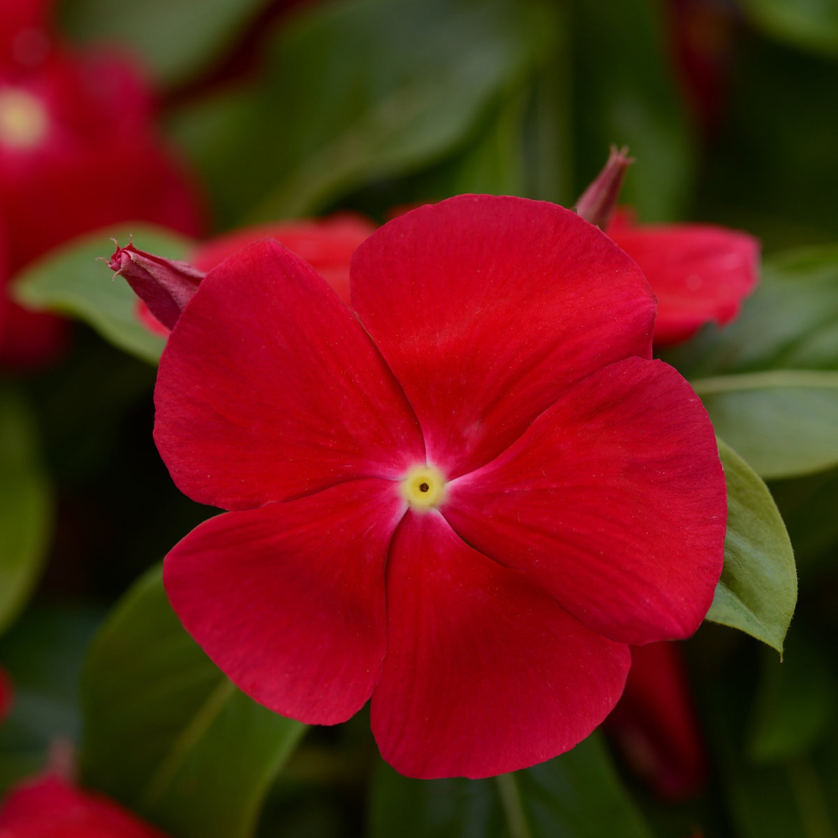 Catharanthus Roseus Titan Really Red Vinca | SiteOne