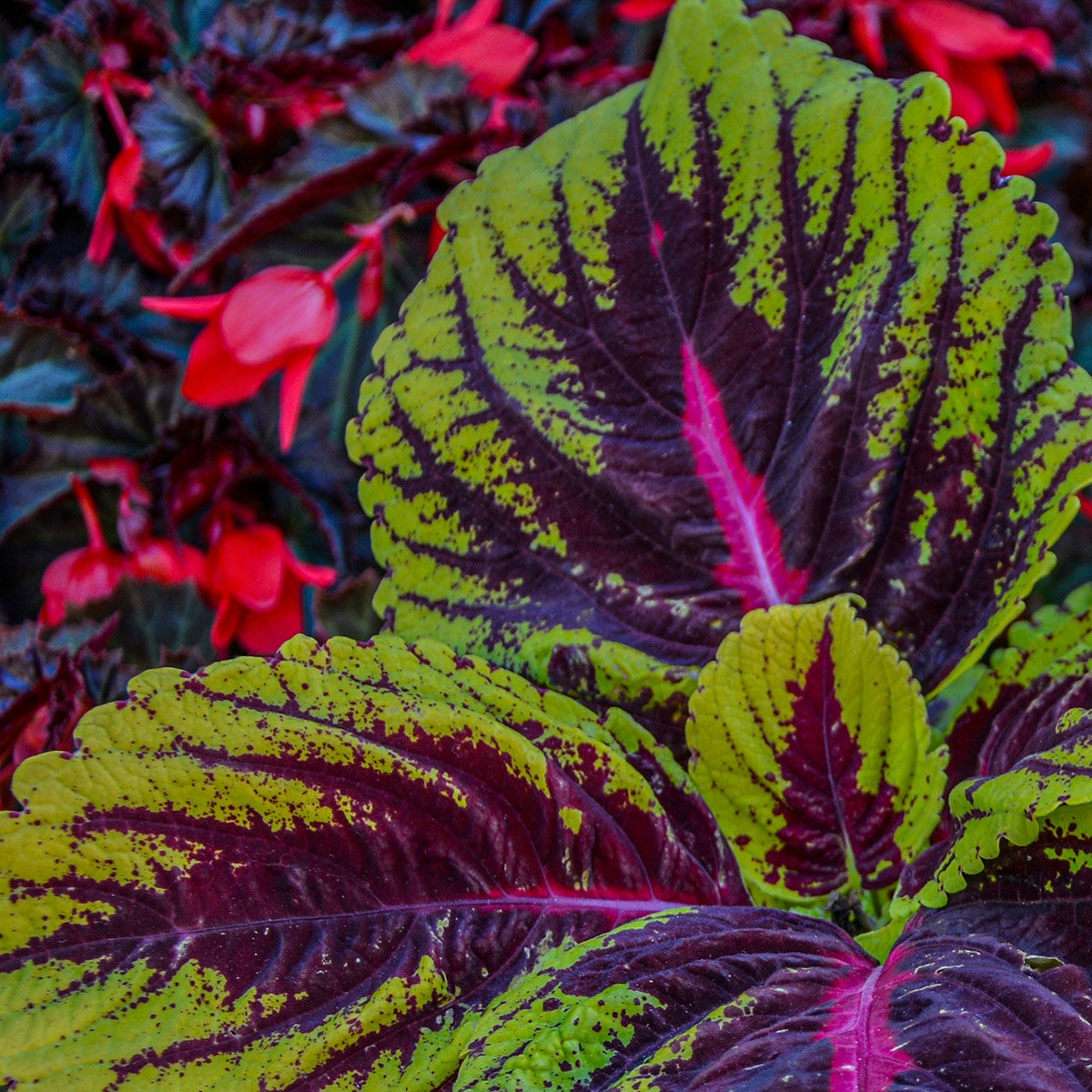Solenostemon Scutellarioides Kong Empire Mixture Coleus | SiteOne