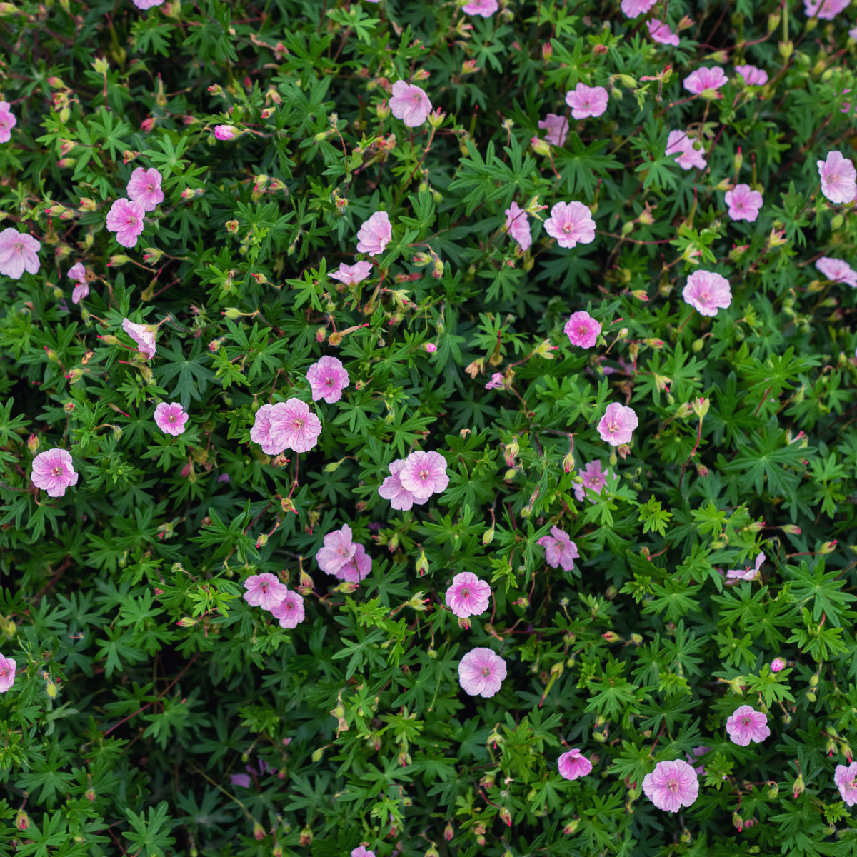 Geranium Sanguineum var. Striatum Splendens Cranesbill | SiteOne