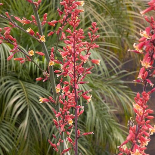 Hesperaloe Parviflora Coral Glow Texas Yucca | SiteOne