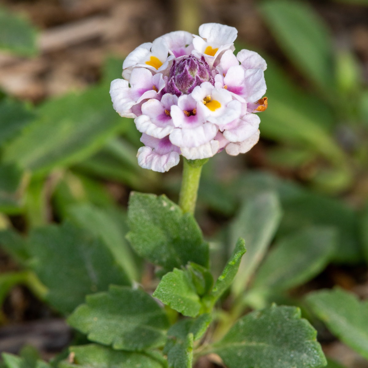 Phyla Nodiflora Texas Frogfruit | SiteOne