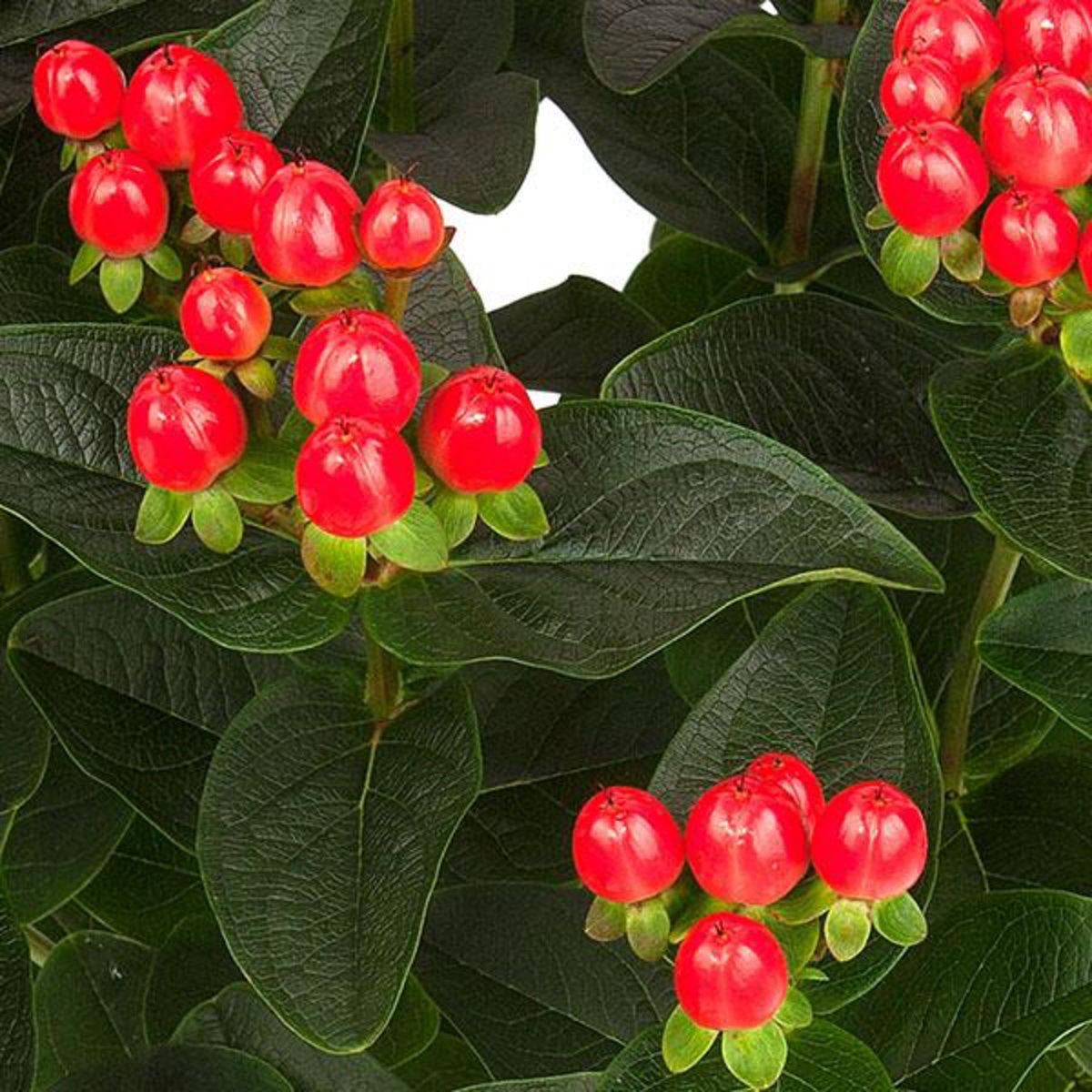 Hypericum Inodorum Miracle Grandeur St. Johns Wort | SiteOne