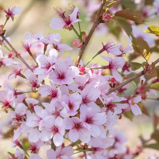 Prunus X Hillieri Spire Flowering Cherry | SiteOne