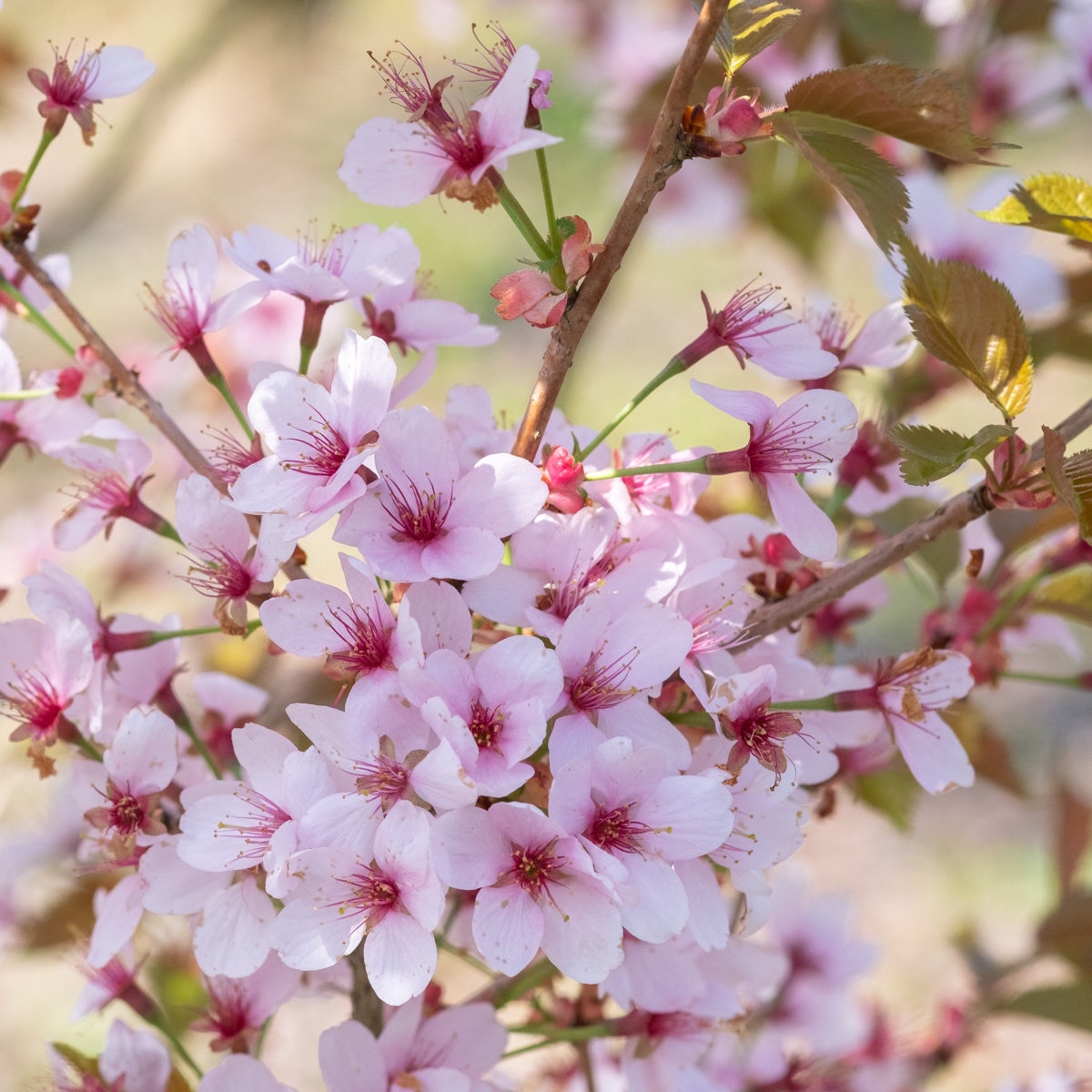 Prunus X Hillieri Spire Flowering Cherry | SiteOne