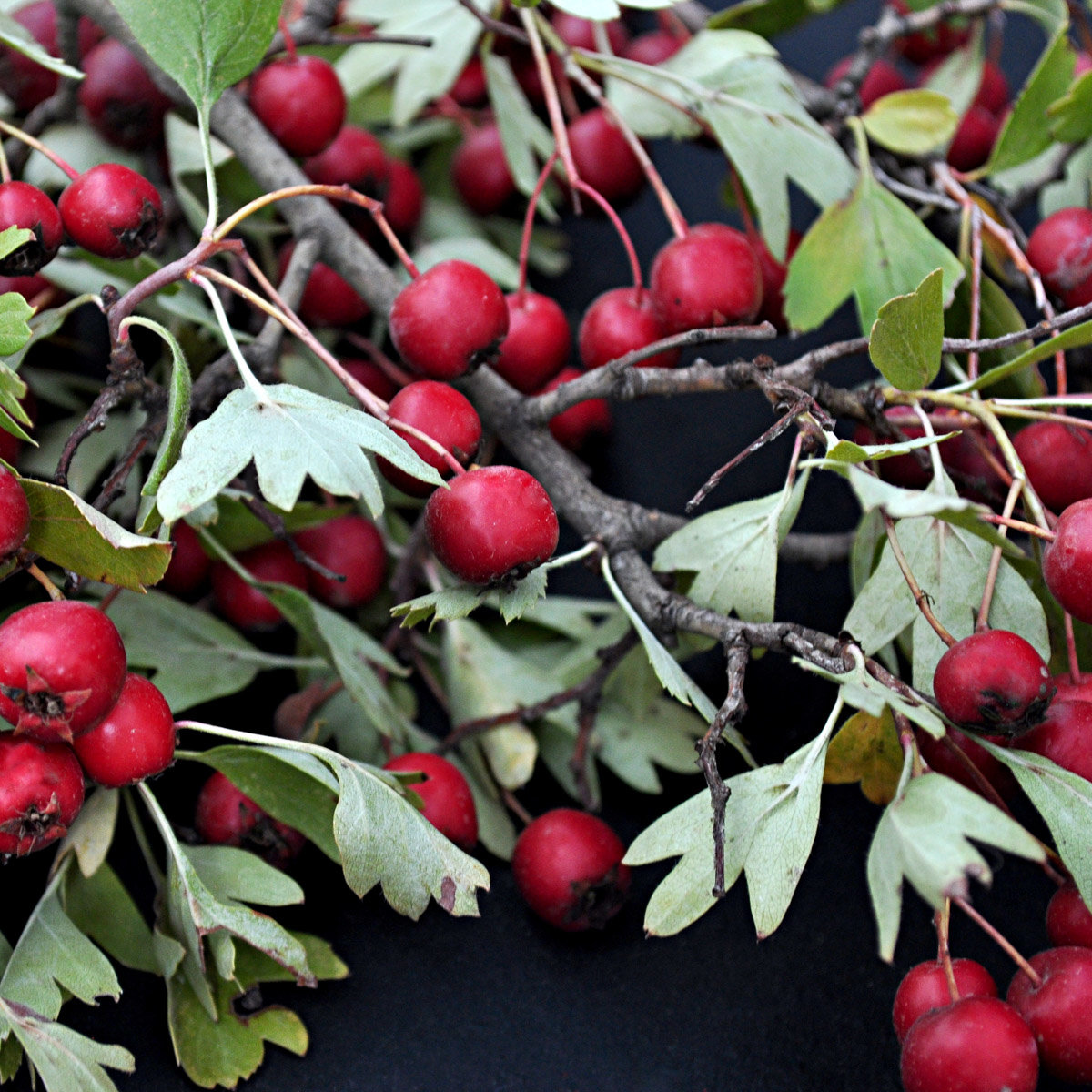 Celtis Laevigata Sugarberry Hackberry | SiteOne