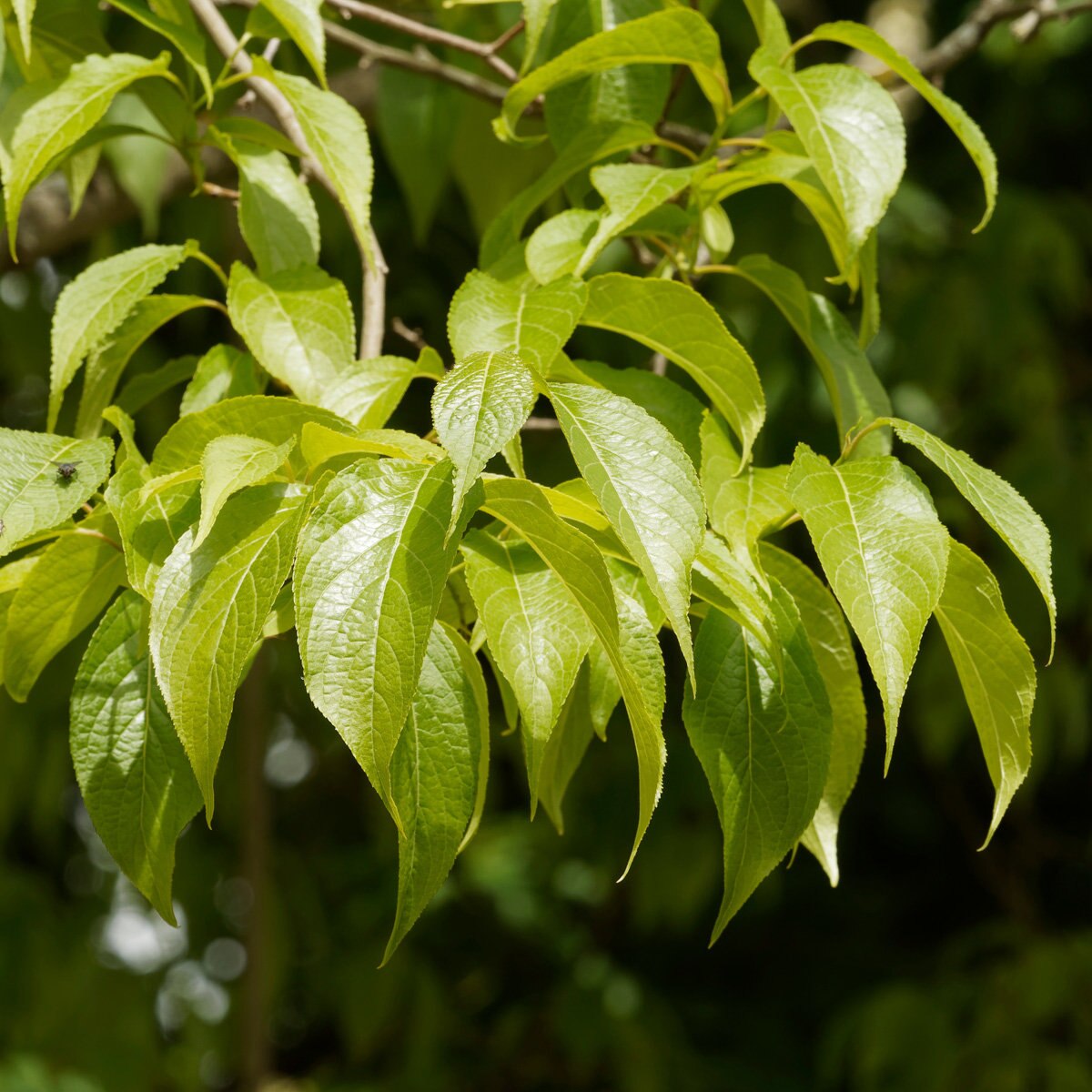 Eucommia Ulmoides Hardy Rubber Tree | SiteOne