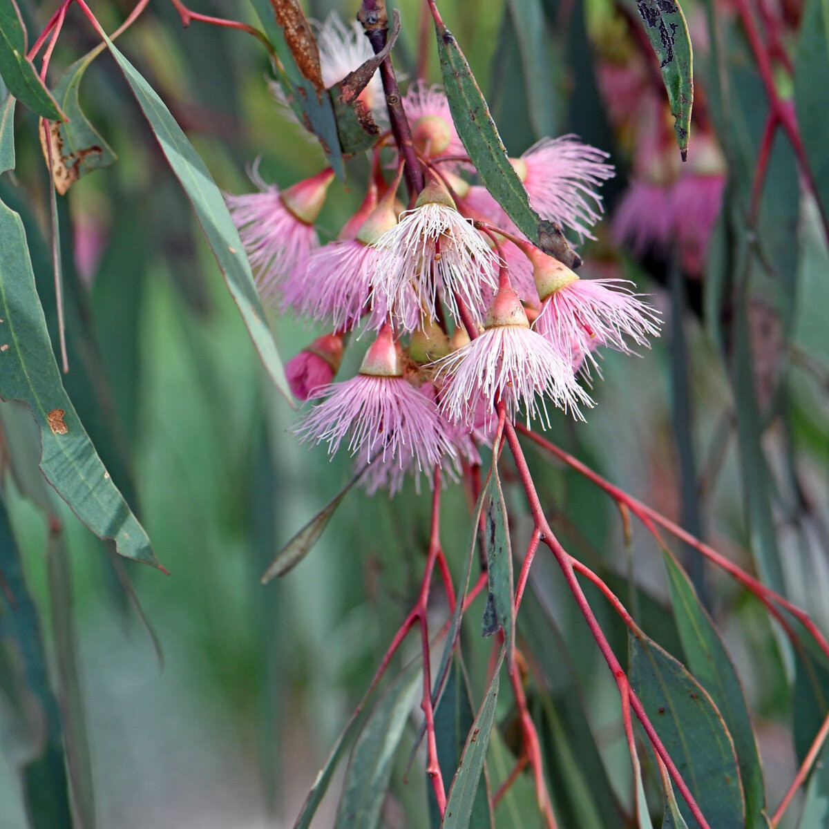 Eucalyptus Sideroxylon Red Flowering Ironbark | SiteOne