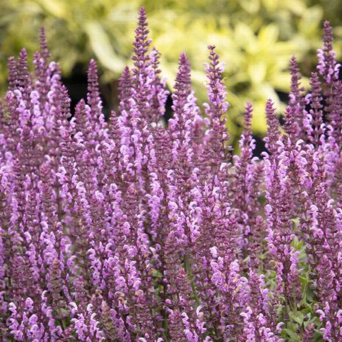 Salvia Nemorosa Apex Pink Meadow Sage | SiteOne