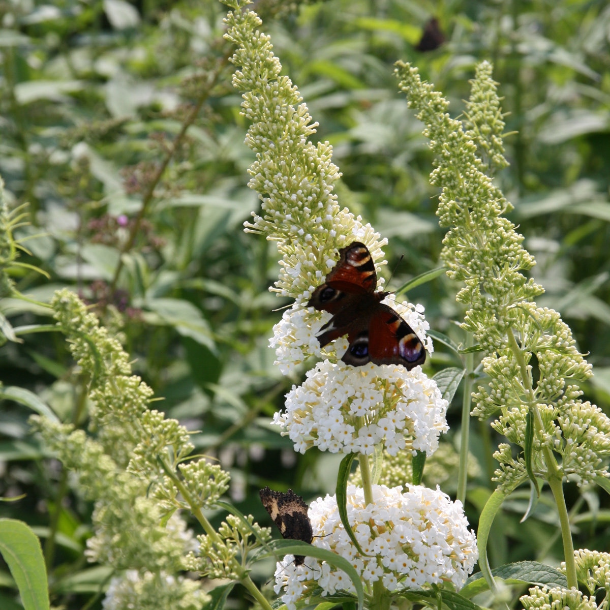 Buddleia Davidii var. Nanhoensis Nanho White Butterfly | SiteOne