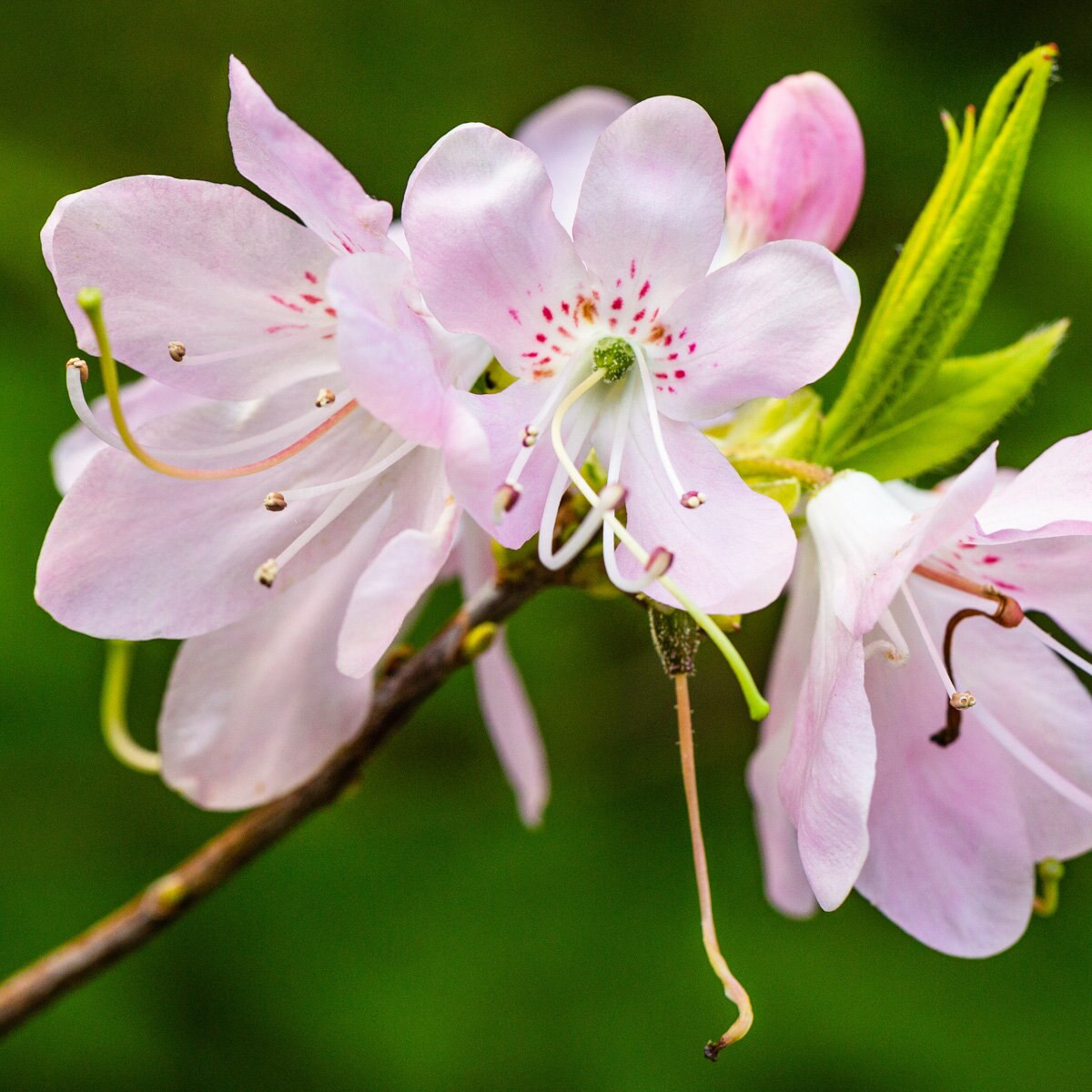 Rhododendron Vaseyi Pinkshell Azalea | SiteOne