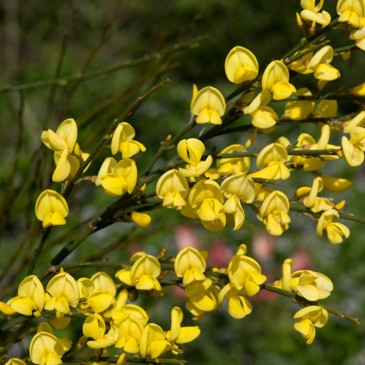 Cytisus X Praecox Allgold Broom | SiteOne