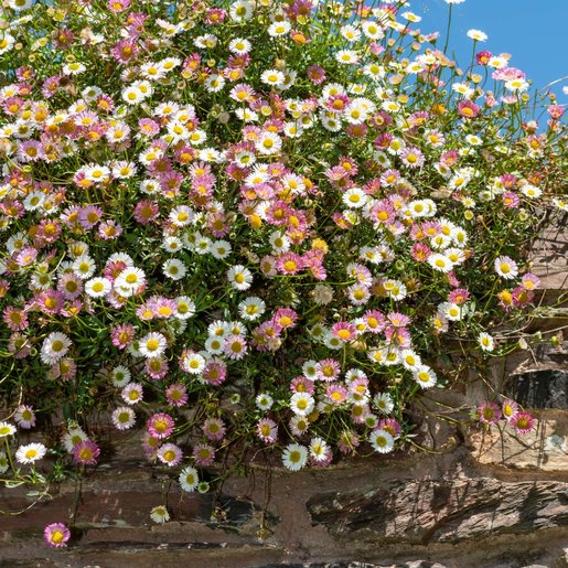 Erigeron Karvinskianus Profusion Mexican Daisy | SiteOne