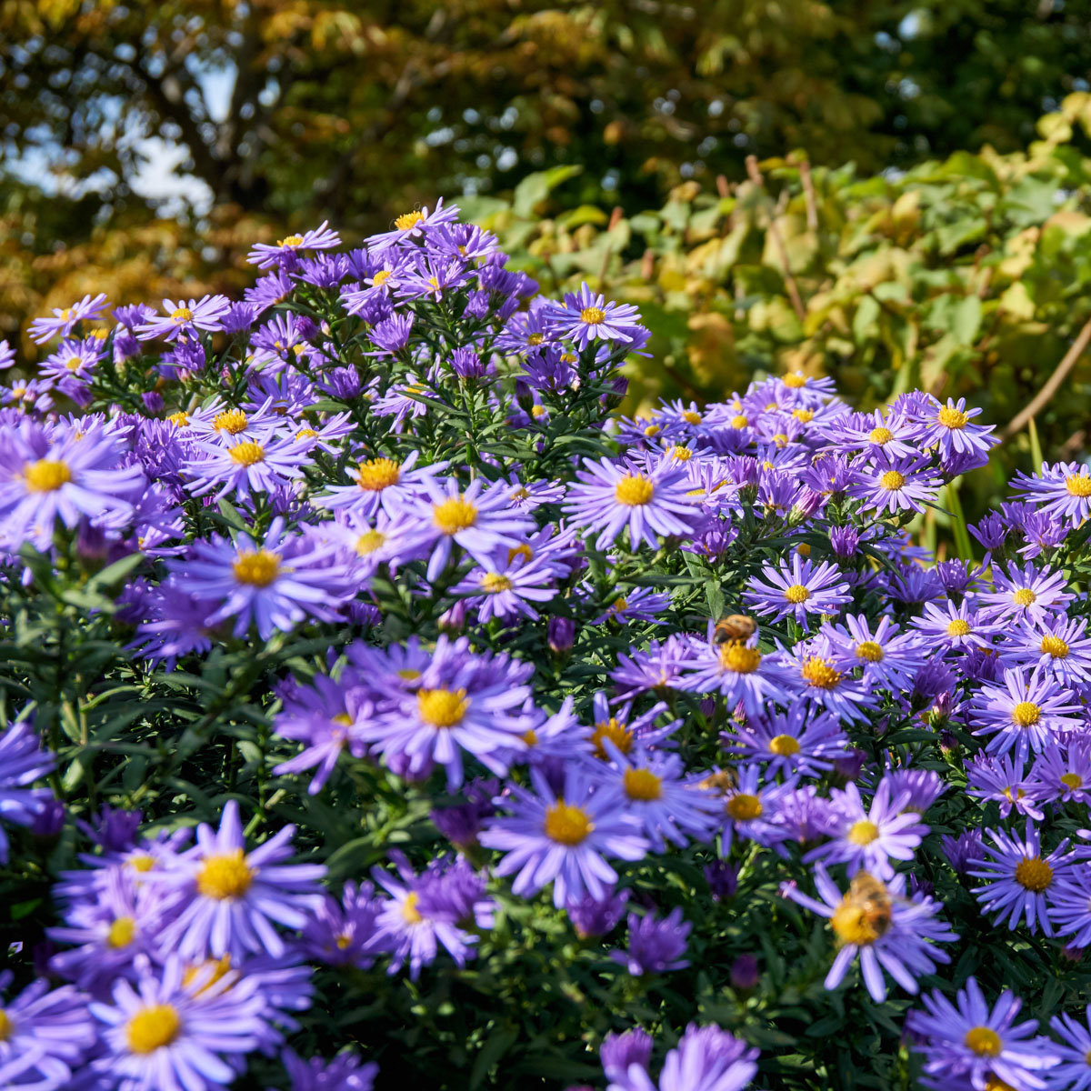 Aster Oblongifolius October Skies Aster | SiteOne