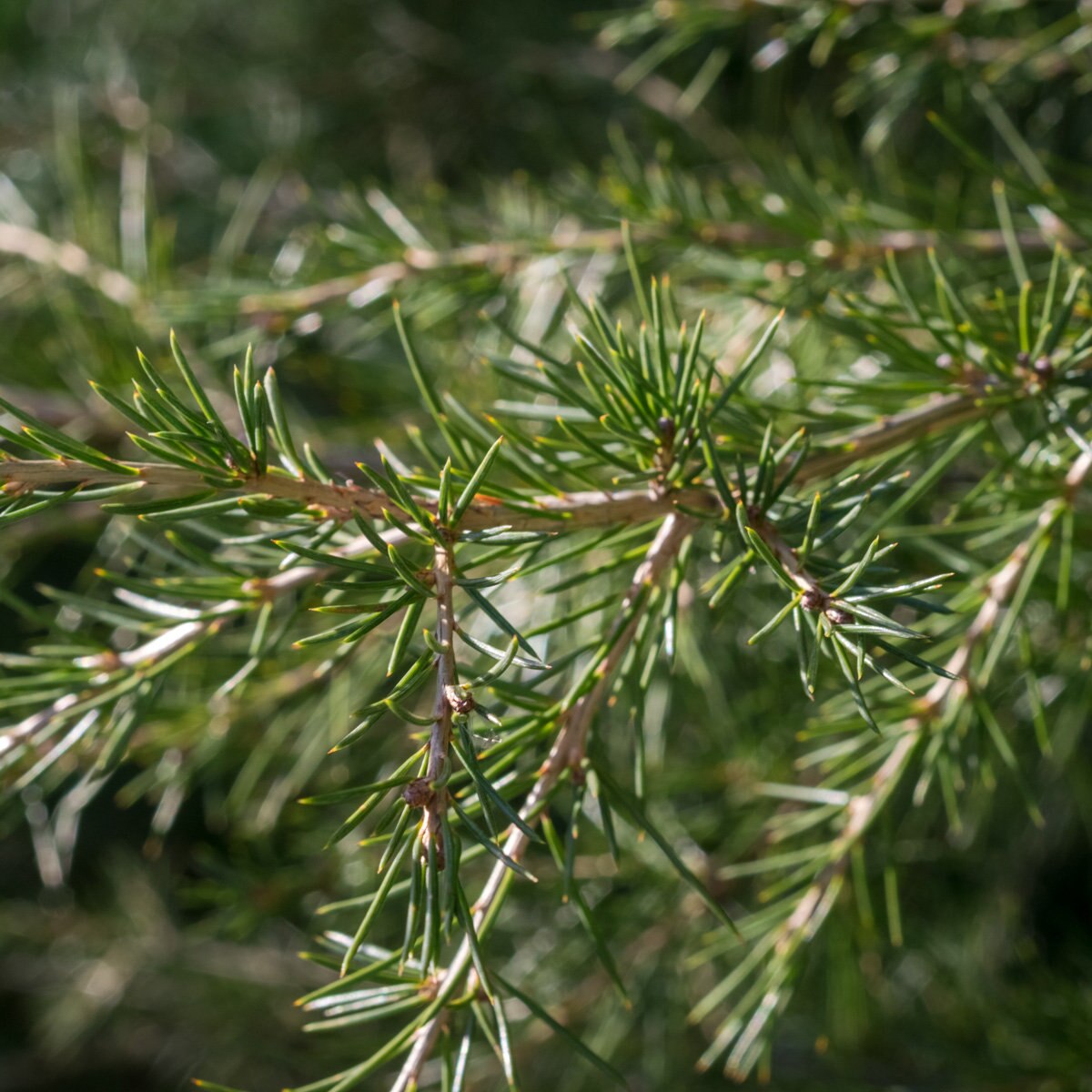 Cedrus Libani ssp. Stenocoma Lebanese Cedar | SiteOne