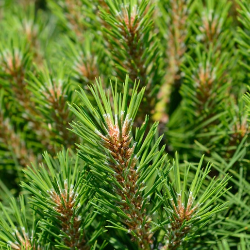 Pinus Nigra Pierrick Bregeon Brepo Austrian Pine | SiteOne