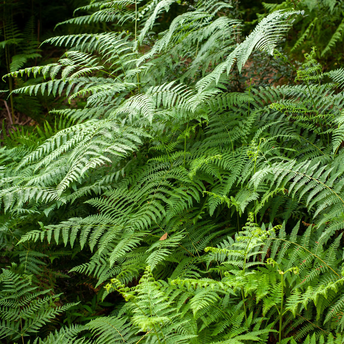 Thelypteris Palustris Marsh Fern | SiteOne