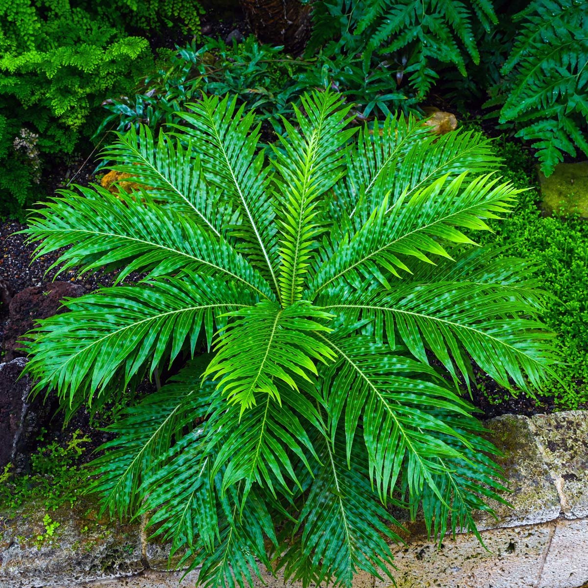 Blechnum Gibbum Silver Lady Dwarf Tree Fern | SiteOne