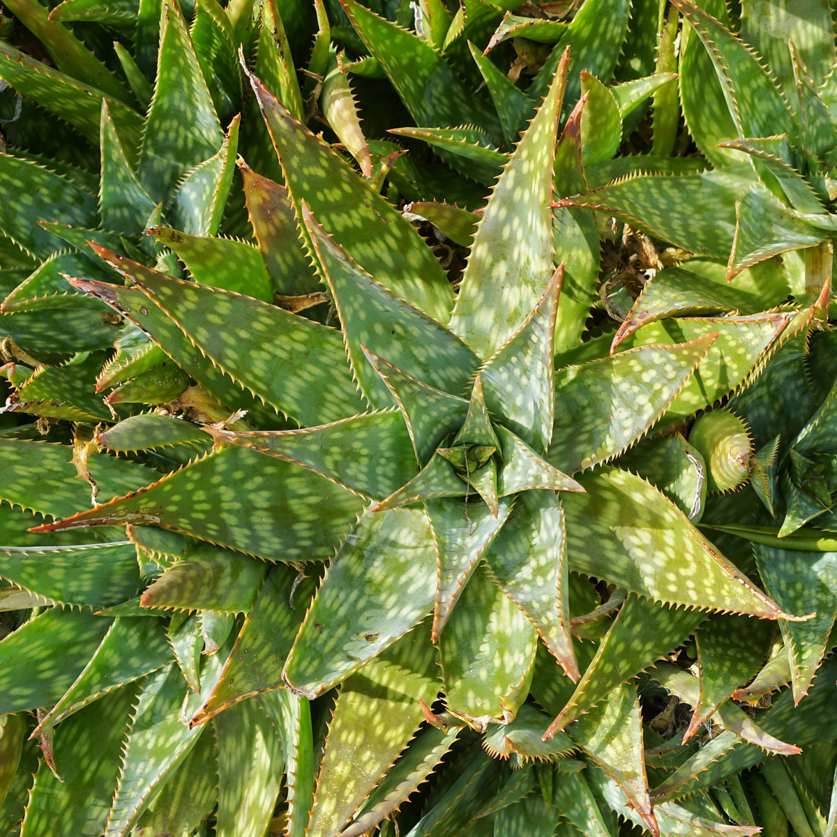 Aloe Maculata Soap Aloe | SiteOne