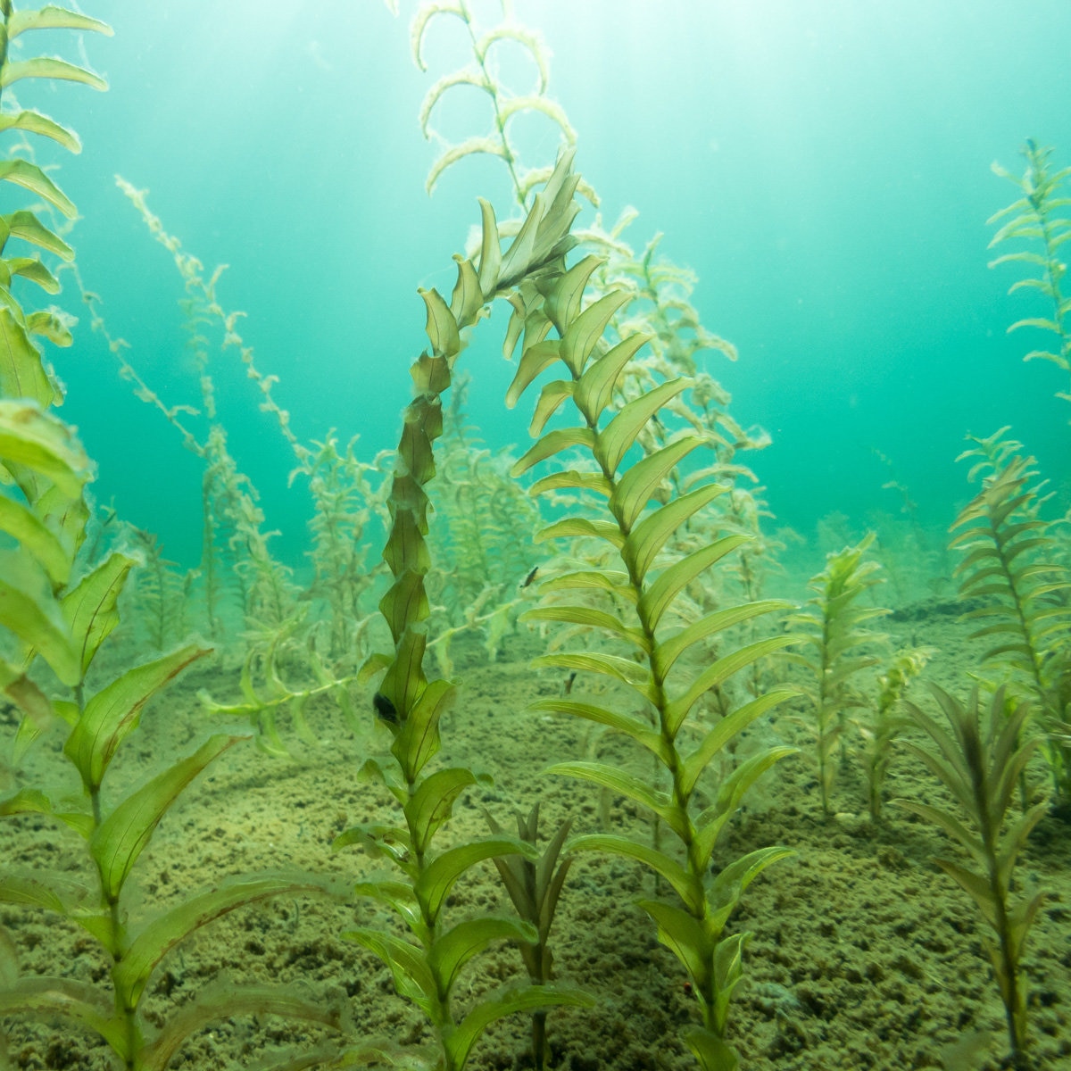 Potamogeton Perfoliatus Claspingleaf Pondweed | SiteOne