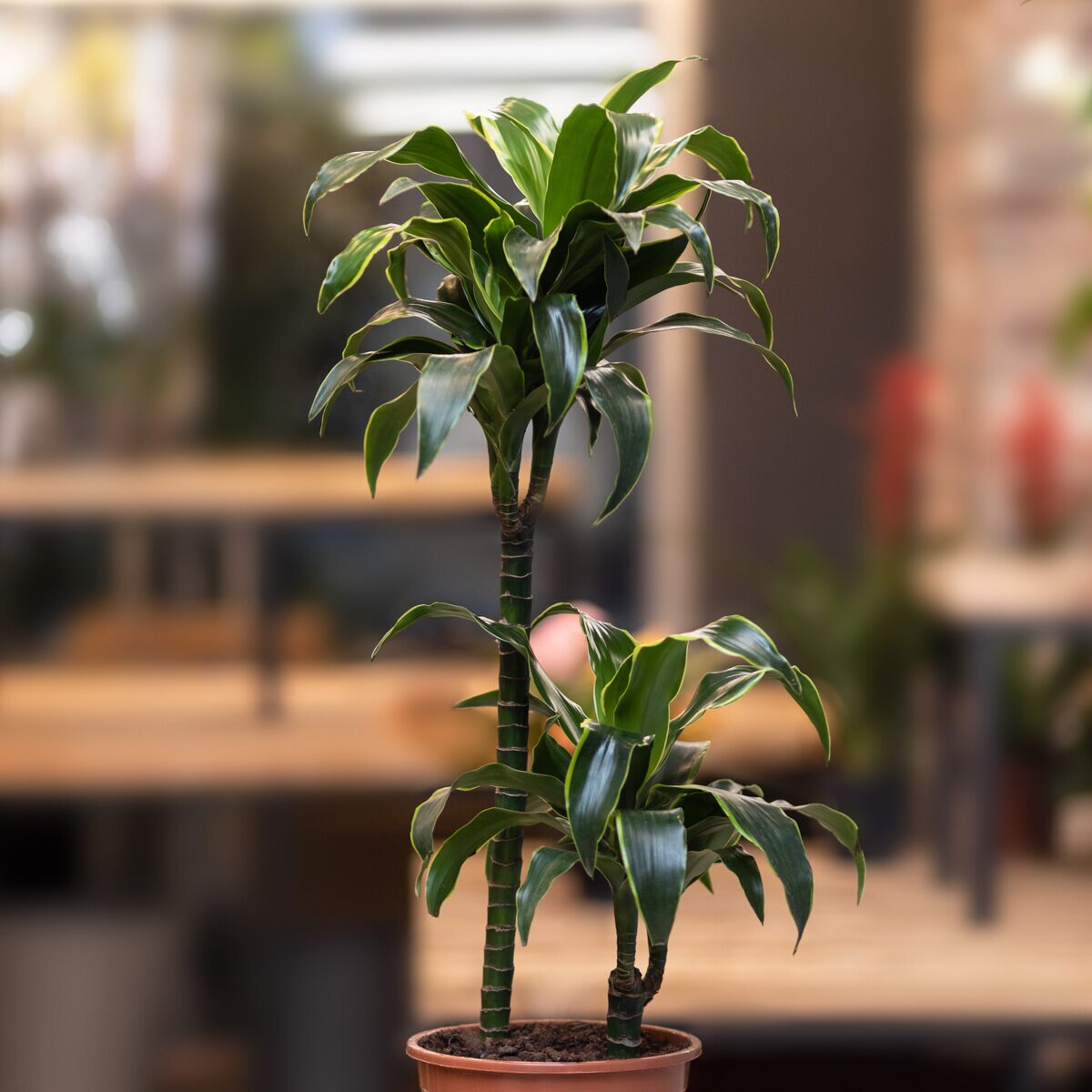 Dracaena Deremensis Lisa Dracaena | SiteOne