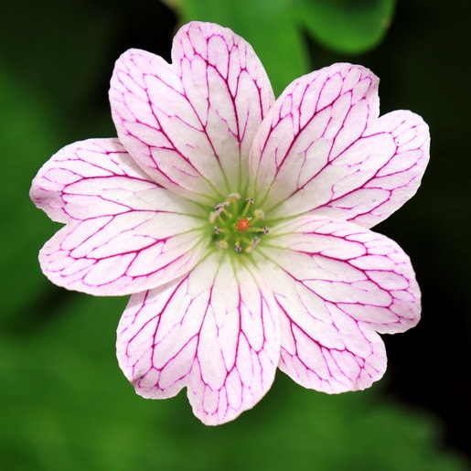 Erodium Reichardii Alpine Geranium | SiteOne