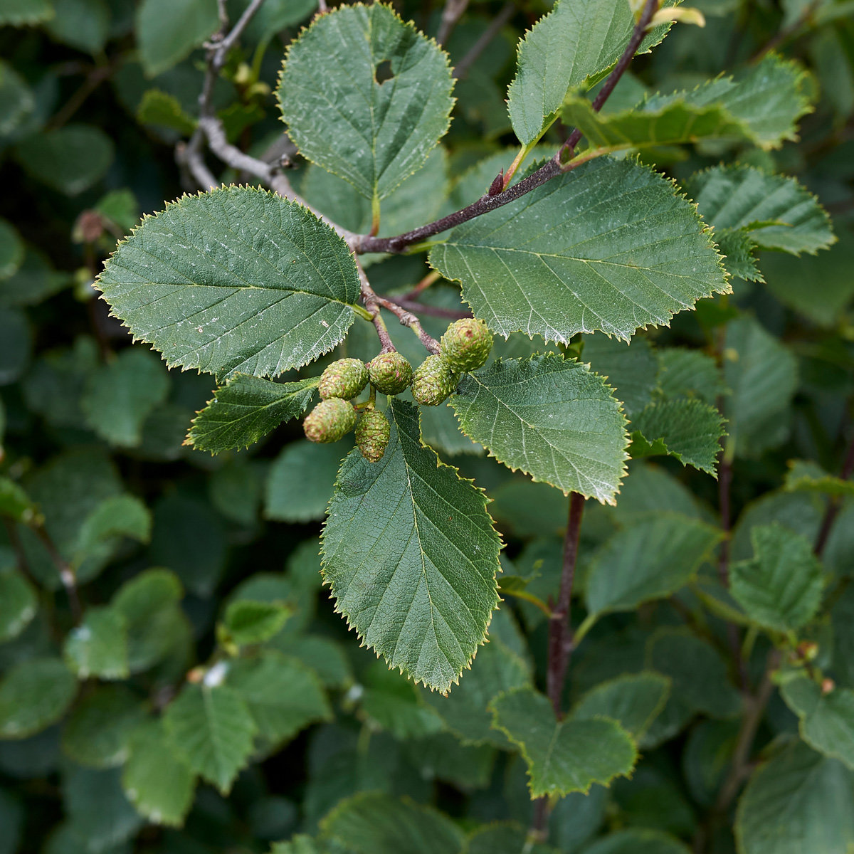 Alnus Incana Speckled Alder | SiteOne