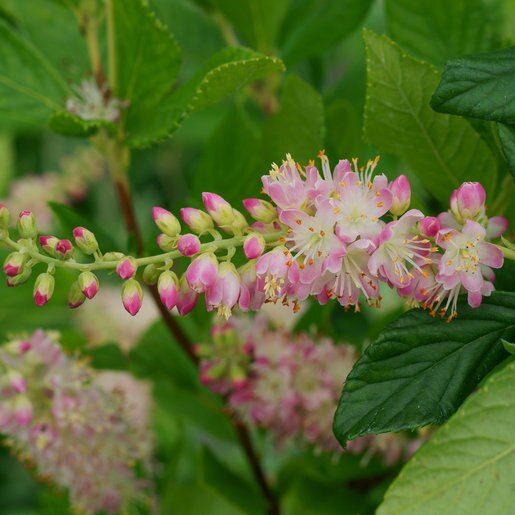 Clethra Alnifolia Pink Spires Summersweet | SiteOne