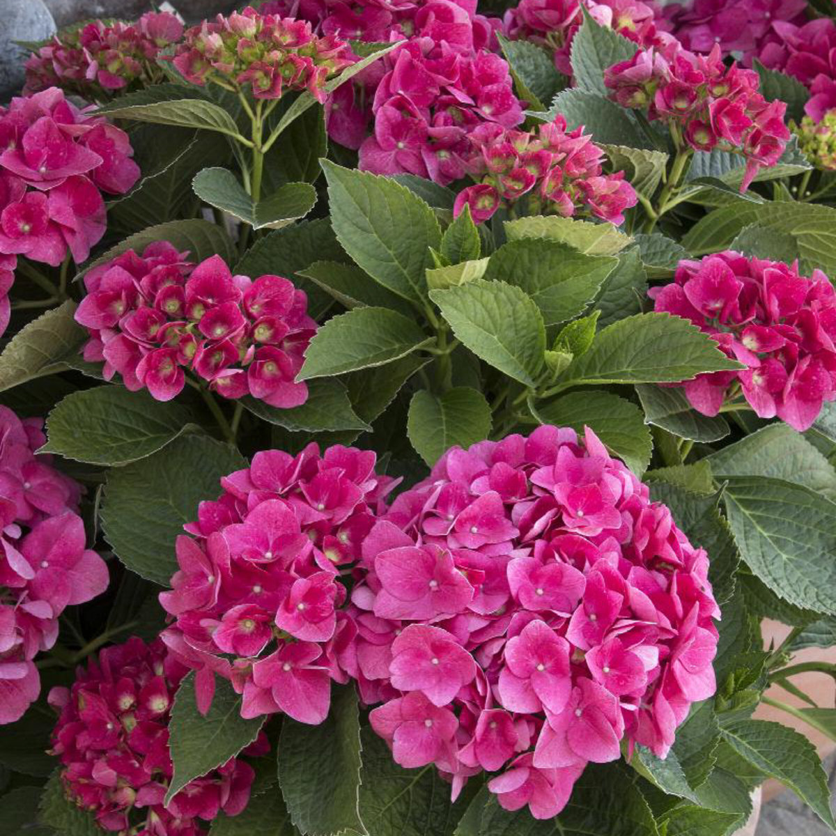 Hydrangea Macrophylla Red 'N Pretty Big Leaf Hydrangea | SiteOne