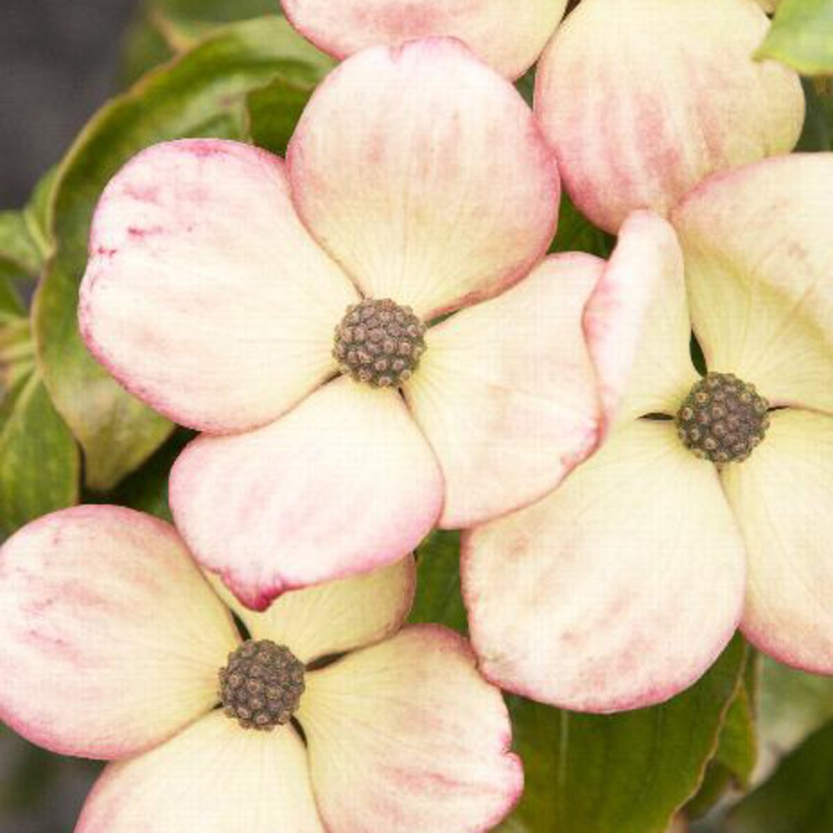 Cornus Kousa Satomi Pink Kousa Dogwood | SiteOne