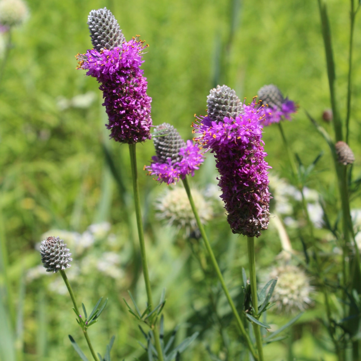 Dalea Purpurea Purple Prairie Clover | SiteOne