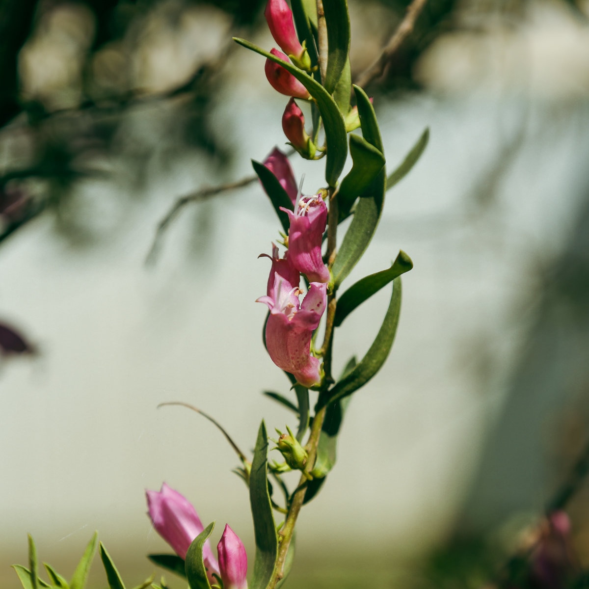 Eremophila Maculata Emu Bush | SiteOne