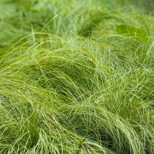 Carex Praegracilis Clustered Field Sedge | SiteOne
