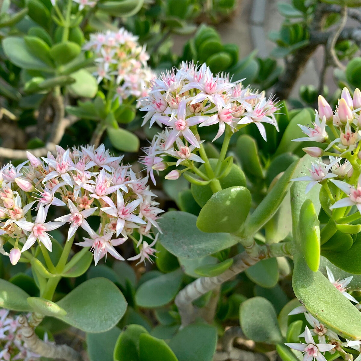 Crassula Multicava Fairy Crassula | SiteOne