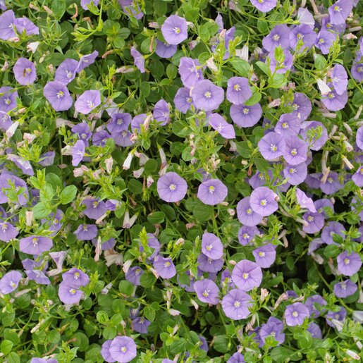 Convolvulus Mauritanicus Ground Morning Glory | SiteOne