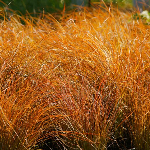 Carex Testacea Prairie Fire Sedge | SiteOne