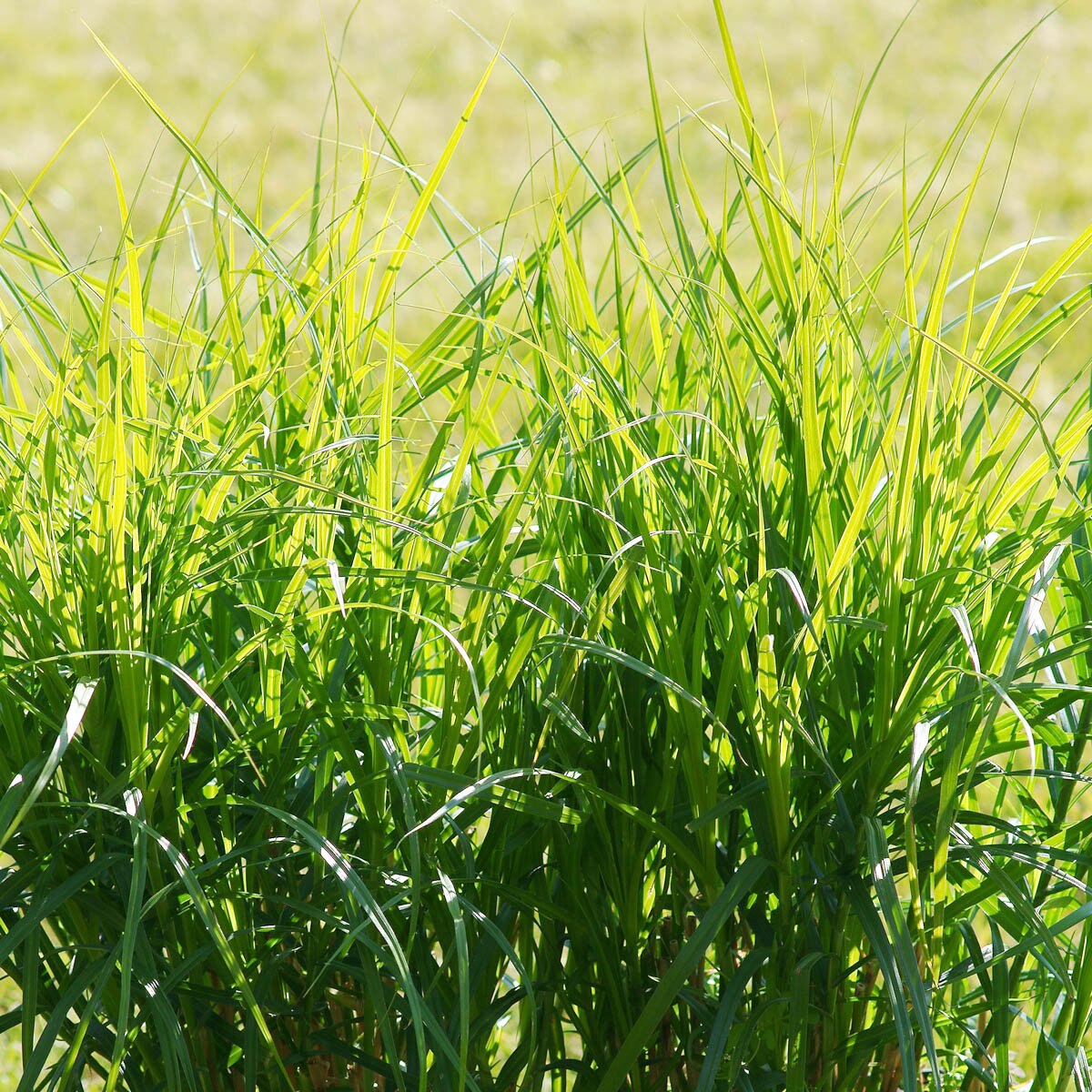 Carex Muskingumensis Palm Sedge | SiteOne